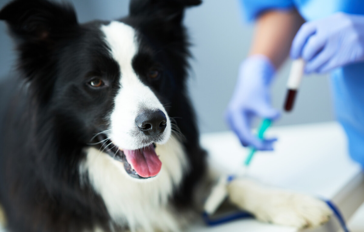 Canadian Animal Blood Bank - Ottawa Animal Emergency & Specialty Hospital